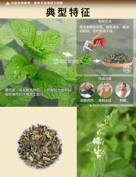 薄荷的种类有几种_常见薄荷品种区别-第3张图片-山城妙识 薄荷的种类有几种_常见薄荷品种区别-第3张图片-山城妙识