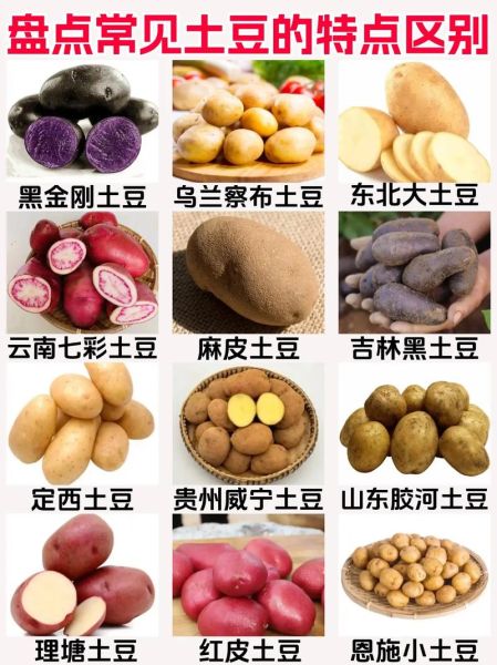 红土豆和白土豆的区别_哪个更适合做土豆泥-第2张图片-山城妙识 红土豆和白土豆的区别_哪个更适合做土豆泥-第2张图片-山城妙识