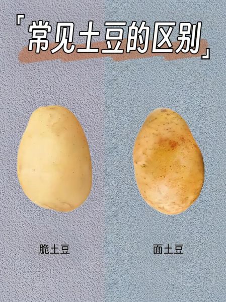 红土豆和白土豆的区别_哪个更适合做土豆泥-第1张图片-山城妙识 红土豆和白土豆的区别_哪个更适合做土豆泥-第1张图片-山城妙识