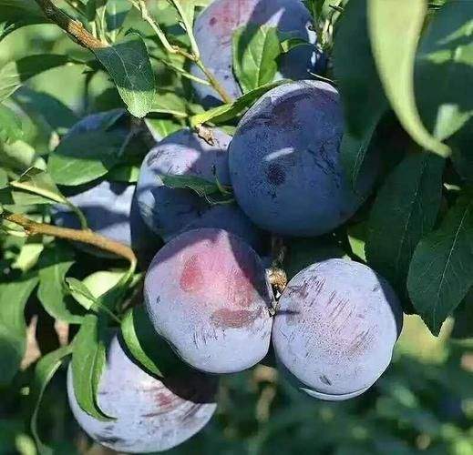 黑布林热量是多少_减肥能吃黑布林吗-第2张图片-山城妙识 黑布林热量是多少_减肥能吃黑布林吗-第2张图片-山城妙识