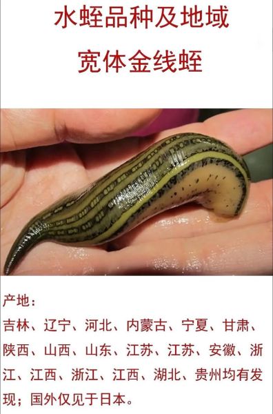 水蛭的功效与作用_水蛭的副作用有哪些-第3张图片-山城妙识 水蛭的功效与作用_水蛭的副作用有哪些-第3张图片-山城妙识