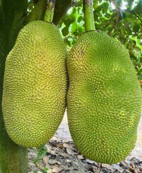 菠萝蜜国际通道入口1_如何安全访问-第3张图片-山城妙识