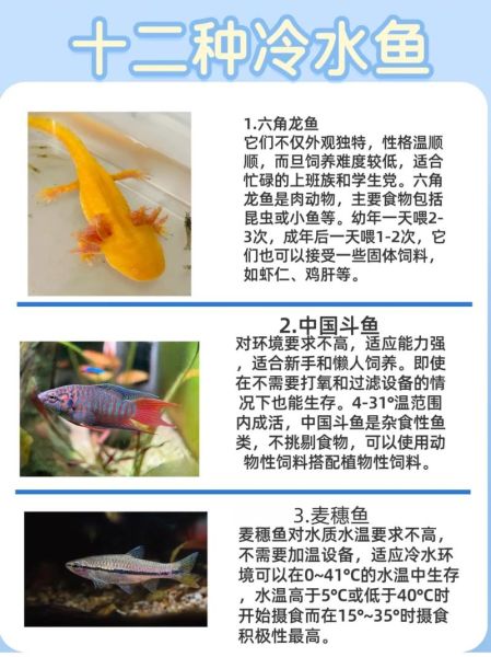 冷水鱼观赏鱼大全_新手如何挑选冷水观赏鱼-第2张图片-山城妙识 冷水鱼观赏鱼大全_新手如何挑选冷水观赏鱼-第2张图片-山城妙识