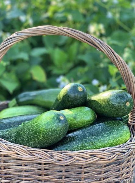 窝瓜是南瓜吗_窝瓜和南瓜的区别-第2张图片-山城妙识