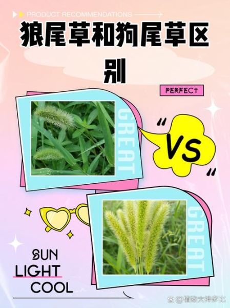 狗尾巴草学名是什么_狗尾巴草和狼尾草区别-第1张图片-山城妙识 狗尾巴草学名是什么_狗尾巴草和狼尾草区别-第1张图片-山城妙识