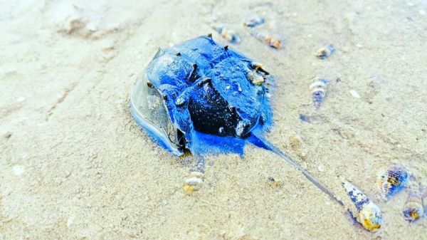 鲎是什么动物_鲎的血液为什么呈蓝色-第2张图片-山城妙识