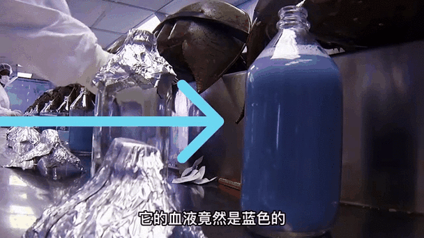 鲎是什么动物_鲎的血液为什么呈蓝色-第1张图片-山城妙识