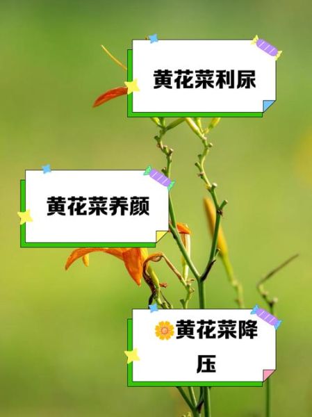 鲜黄花菜的功效与作用_鲜黄花菜的禁忌有哪些-第1张图片-山城妙识