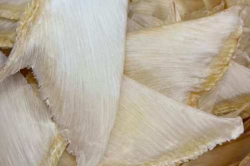 雪鱼翅最简单的做法_雪鱼翅怎么做好吃又简单-第2张图片-山城妙识