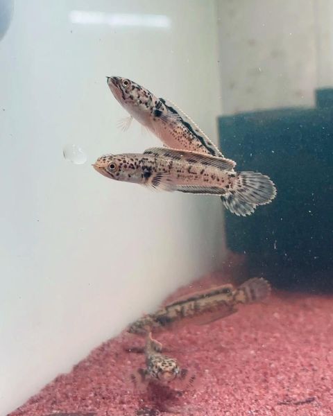 豆芽菜的爱雷龙是什么_如何饲养爱雷龙-第1张图片-山城妙识