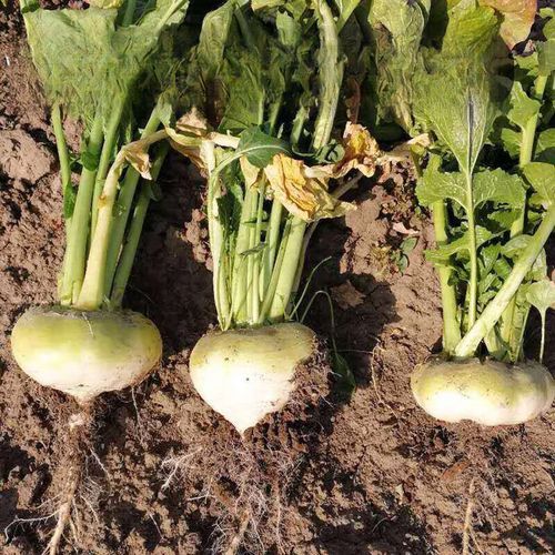 芜菁在中国叫什么_芜菁和萝卜的区别-第2张图片-山城妙识 芜菁在中国叫什么_芜菁和萝卜的区别-第2张图片-山城妙识