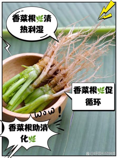 香菜根的功效与作用_香菜根的禁忌人群-第1张图片-山城妙识 香菜根的功效与作用_香菜根的禁忌人群-第1张图片-山城妙识