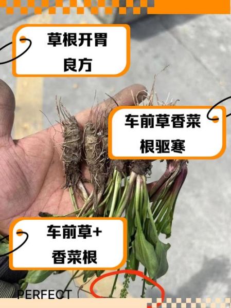 香菜根的功效与作用_香菜根的禁忌人群-第3张图片-山城妙识 香菜根的功效与作用_香菜根的禁忌人群-第3张图片-山城妙识
