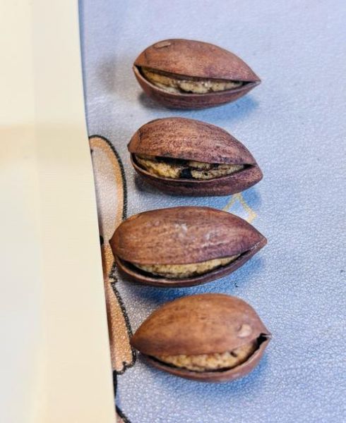 香榧果图片_香榧果长什么样-第1张图片-山城妙识 香榧果图片_香榧果长什么样-第1张图片-山城妙识