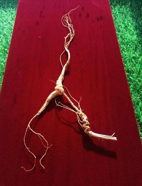 100年野山参价格表_多少钱一克-第3张图片-山城妙识 100年野山参价格表_多少钱一克-第3张图片-山城妙识