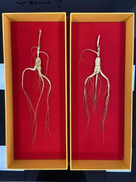 100年野山参价格表_多少钱一克-第2张图片-山城妙识 100年野山参价格表_多少钱一克-第2张图片-山城妙识