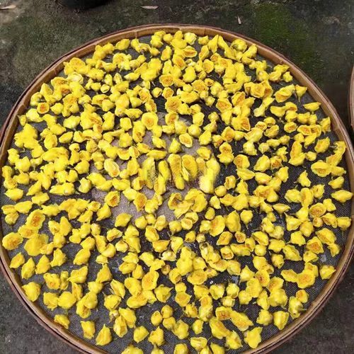 金花茶树苗怎么养_金花茶树苗价格多少钱一棵-第1张图片-山城妙识 金花茶树苗怎么养_金花茶树苗价格多少钱一棵-第1张图片-山城妙识