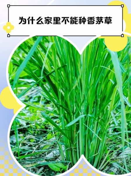 家里为什么不能种香茅草_香茅草的禁忌-第1张图片-山城妙识