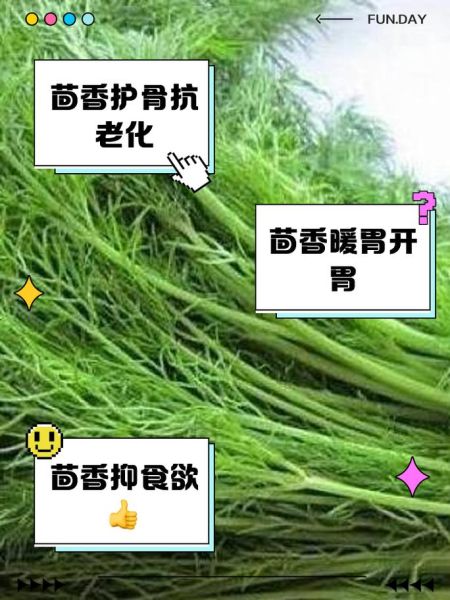 新鲜茴香菜的功效与作用_新鲜茴香菜怎么吃最好-第2张图片-山城妙识 新鲜茴香菜的功效与作用_新鲜茴香菜怎么吃最好-第2张图片-山城妙识