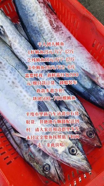 鲜鲅鱼多少钱一斤_鲜鲅鱼价格影响因素-第1张图片-山城妙识 鲜鲅鱼多少钱一斤_鲜鲅鱼价格影响因素-第1张图片-山城妙识