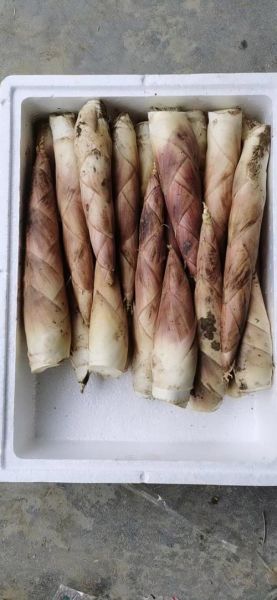 雷竹笋多少钱一斤_雷竹笋价格走势-第2张图片-山城妙识