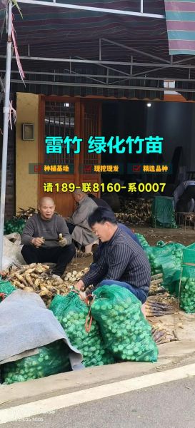 雷竹笋多少钱一斤_雷竹笋价格走势-第1张图片-山城妙识