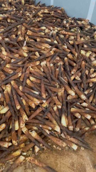 雷竹笋多少钱一斤_雷竹笋价格走势-第3张图片-山城妙识