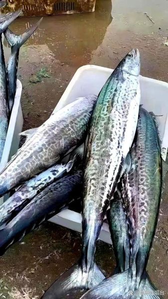 鲜鲅鱼多少钱一斤_鲜鲅鱼价格影响因素-第3张图片-山城妙识 鲜鲅鱼多少钱一斤_鲜鲅鱼价格影响因素-第3张图片-山城妙识