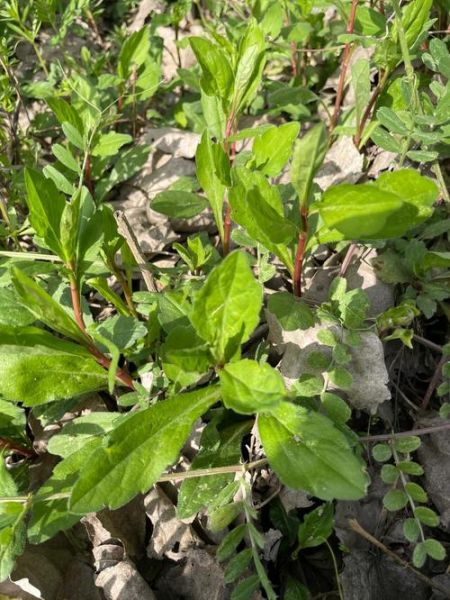 马兰头草药图片大全_马兰头长什么样-第2张图片-山城妙识