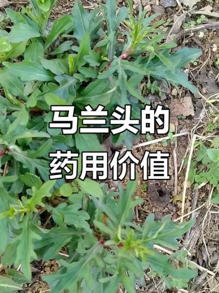 马兰头草药图片大全_马兰头长什么样-第1张图片-山城妙识