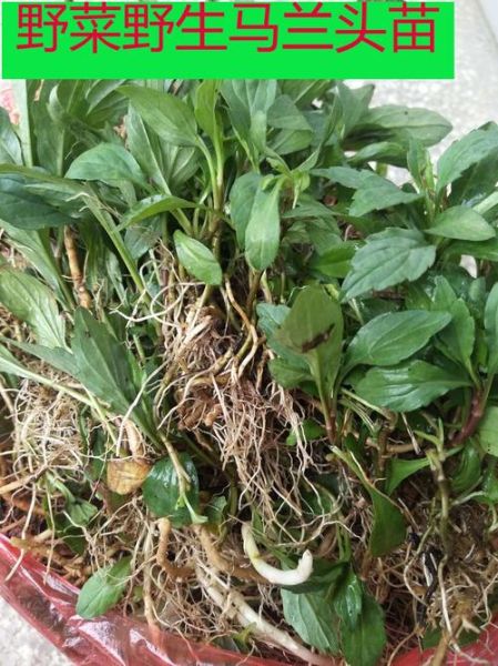 马兰头草药图片大全_马兰头长什么样-第3张图片-山城妙识