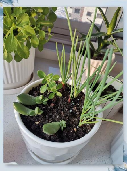 家养三七植物图片_三七盆栽怎么养-第1张图片-山城妙识 家养三七植物图片_三七盆栽怎么养-第1张图片-山城妙识