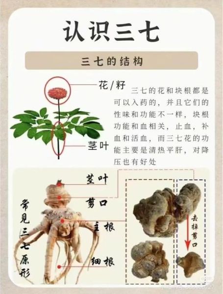 家养三七植物图片_三七盆栽怎么养-第3张图片-山城妙识 家养三七植物图片_三七盆栽怎么养-第3张图片-山城妙识