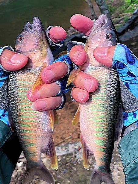 马口鱼最大能长多大_马口鱼寿命多长-第2张图片-山城妙识