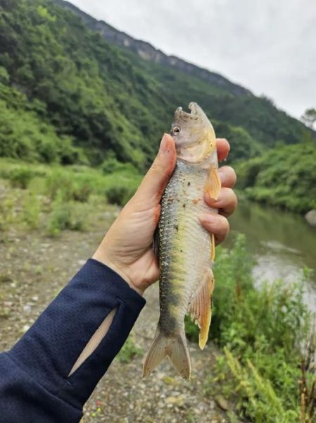 马口鱼最大能长多大_马口鱼寿命多长-第1张图片-山城妙识