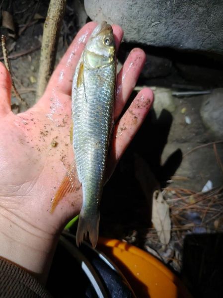 马口鱼最大能长多大_马口鱼寿命多长-第3张图片-山城妙识