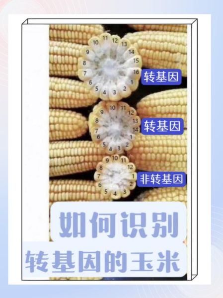 粘玉米是转基因食品吗_粘玉米和转基因玉米区别-第1张图片-山城妙识
