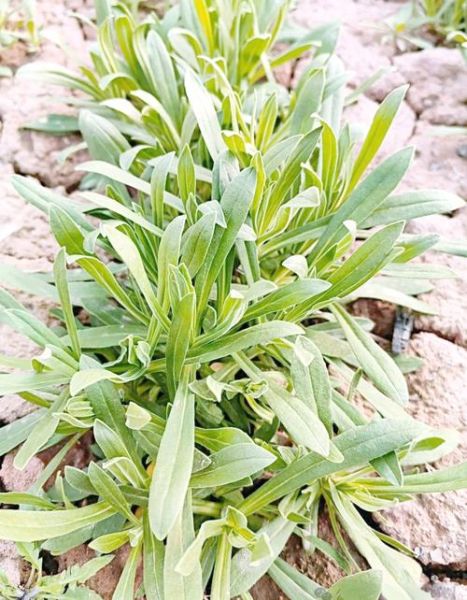 野菜面条菜的功效与作用_面条菜怎么吃最营养-第1张图片-山城妙识