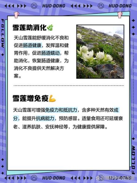 天山雪莲花的作用与功效_天山雪莲花的功效与作用有哪些-第1张图片-山城妙识 天山雪莲花的作用与功效_天山雪莲花的功效与作用有哪些-第1张图片-山城妙识