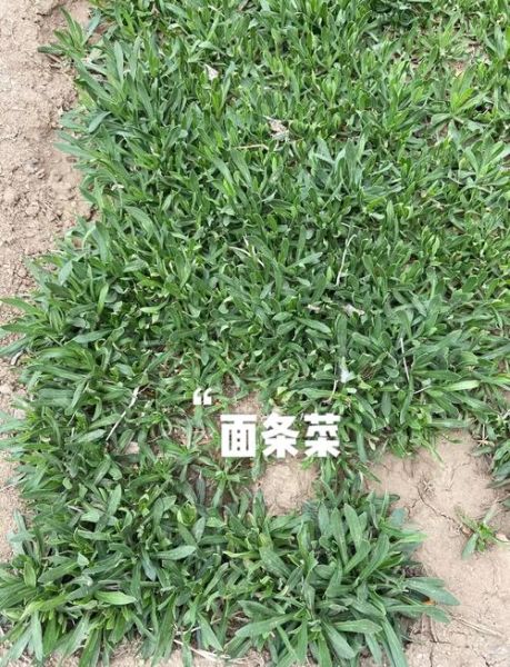 野菜面条菜的功效与作用_面条菜怎么吃最营养-第2张图片-山城妙识