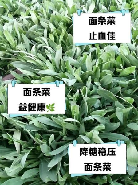 野菜面条菜的功效与作用_面条菜怎么吃最营养-第3张图片-山城妙识