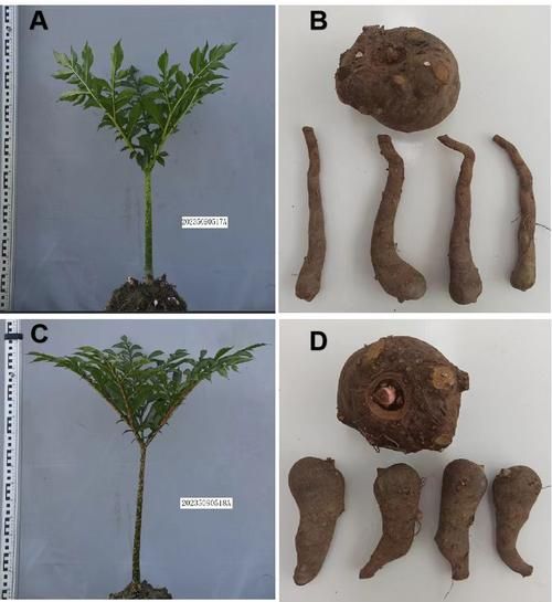 魔芋品种有哪些_如何区分魔芋图片-第3张图片-山城妙识
