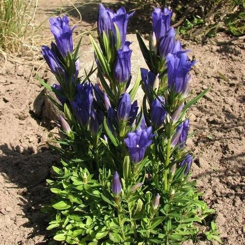 龙胆草图片长什么样_龙胆草真假怎么辨别-第2张图片-山城妙识