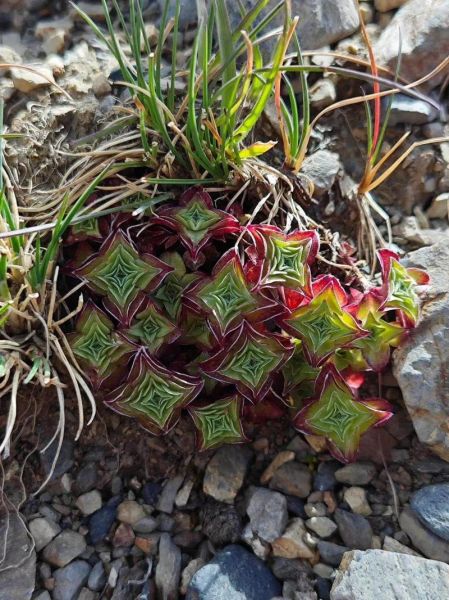 龙胆草图片长什么样_龙胆草真假怎么辨别-第3张图片-山城妙识