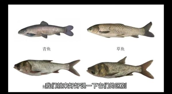 鰤鱼是什么鱼_鰤鱼和三文鱼区别-第1张图片-山城妙识
