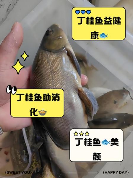 丁桂鱼煮汤怎么做好吃_丁桂鱼煮汤的做法大全-第2张图片-山城妙识 丁桂鱼煮汤怎么做好吃_丁桂鱼煮汤的做法大全-第2张图片-山城妙识