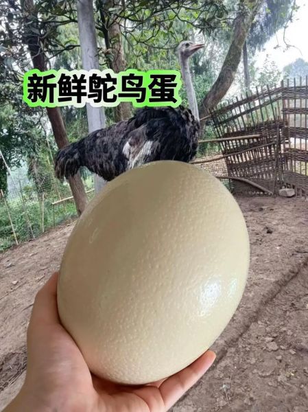 鸵鸟蛋怎么吃_鸵鸟蛋营养价值-第1张图片-山城妙识 鸵鸟蛋怎么吃_鸵鸟蛋营养价值-第1张图片-山城妙识