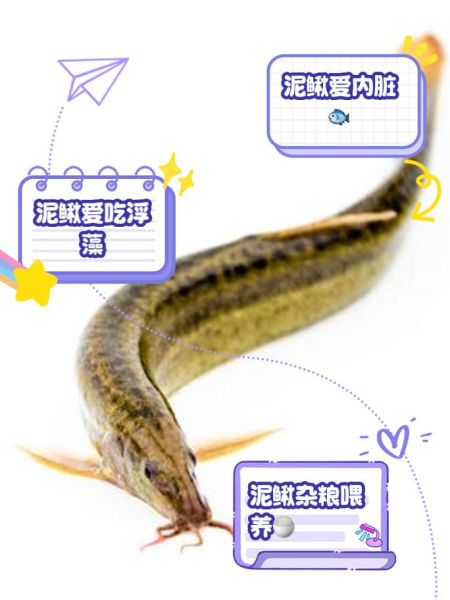 野生泥鳅吃什么食物_泥鳅最爱哪些天然饵料-第1张图片-山城妙识 野生泥鳅吃什么食物_泥鳅最爱哪些天然饵料-第1张图片-山城妙识