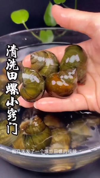 田螺怎么清洗_田螺清洗最快最干净的方法-第2张图片-山城妙识 田螺怎么清洗_田螺清洗最快最干净的方法-第2张图片-山城妙识