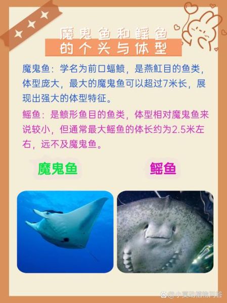 魔鬼鱼又叫什么鱼_蝠鲼和魟鱼区别-第1张图片-山城妙识 魔鬼鱼又叫什么鱼_蝠鲼和魟鱼区别-第1张图片-山城妙识